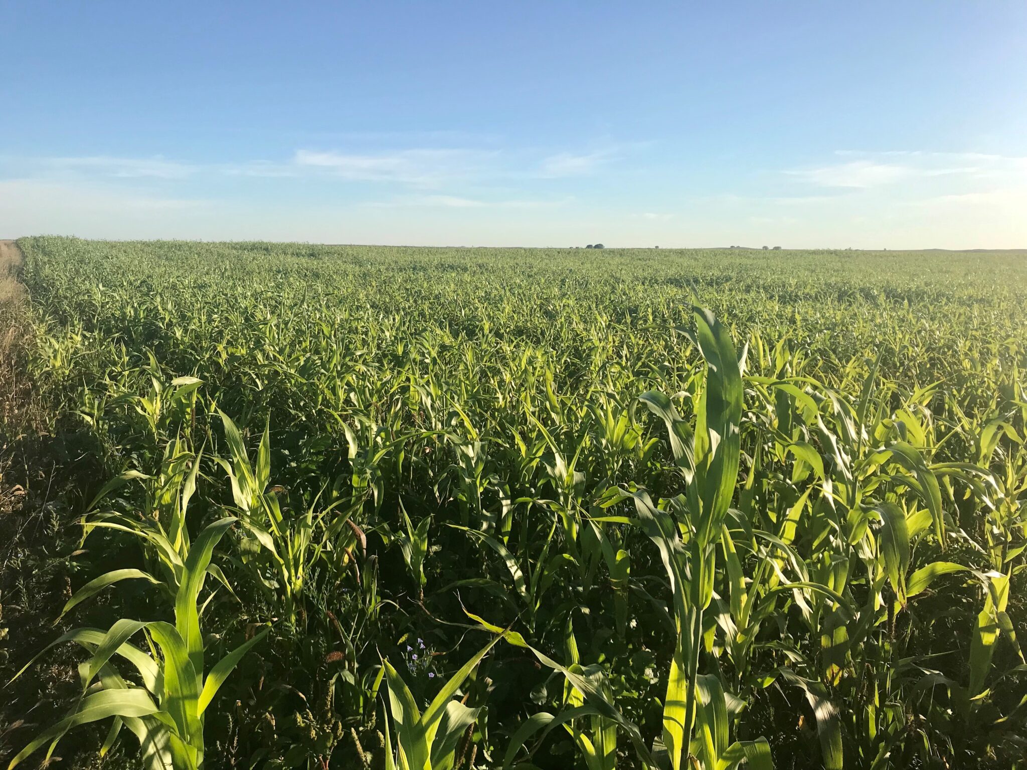 Insurance - State Bank Eagle Butte